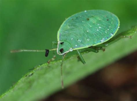 Flat Green Bug Loxa Bugguidenet