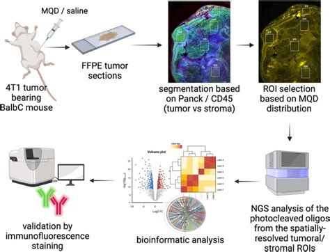 How Mxene Quantum Dots Are Revolutionizing Cancer Treatment Khalifa University