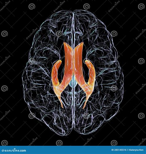 The Lateral Brain Ventricles Illustration 283171702
