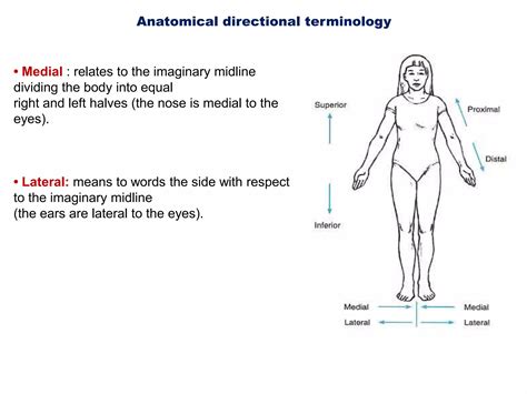 Introduction To Anatomy Pptx
