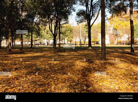 Chicago Lakefront Trees Hi Res Stock Photography And Images Alamy