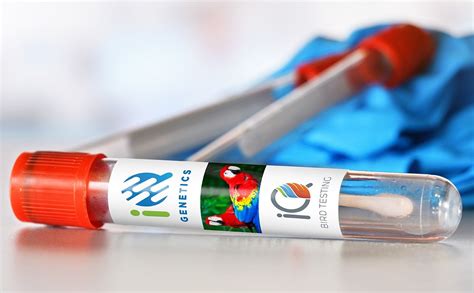 Bacteriological Avian Culture Test Megabacteria Iqbirdtesting