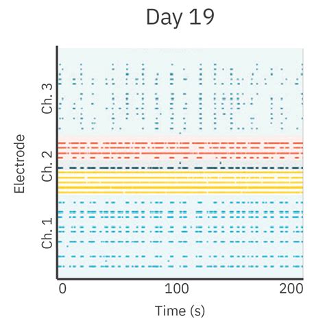 Label Free Neural Circuit And Innervation Assay Axion Biosystems