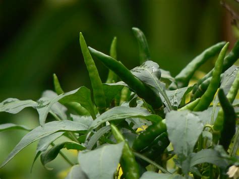 Capsicum Frutescens Introduced Eflora Of India