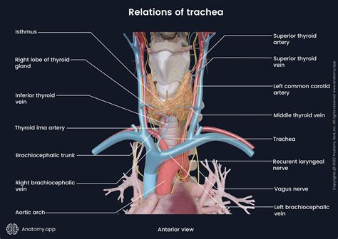 Trachea Anatomyapp