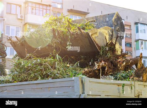 Landscapers Clean Up In The Remove Tree Branches In The Municipal Utilities Removes Extra