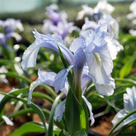 Iris Aucheri Vente En Ligne De Bulbe Botanique Pour Rocaille
