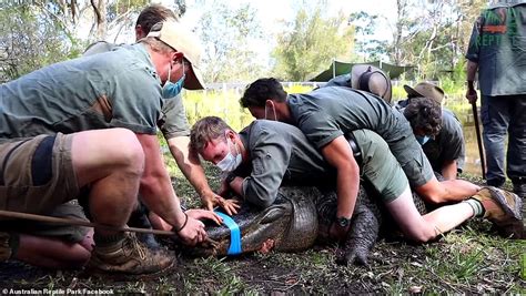 Sex Obsessed Alligator Jail Named Kanye Is Wrested Into Isolation At Australian Reptile Park