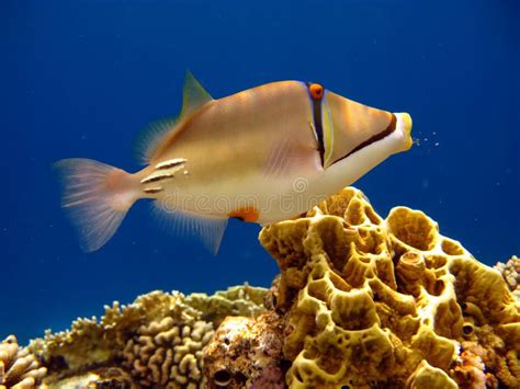 Picasso Triggerfish Fish A Type Of Bone Fish Osteichthyes Stock