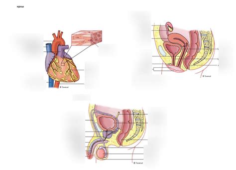 Anatomi3 Diagram Quizlet