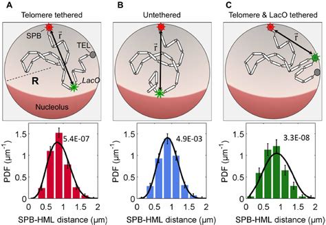 Comparison Of Theoretical And Experimental Distributions Column A