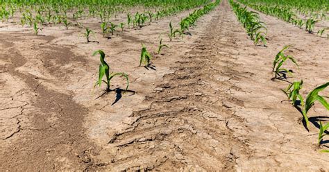 Soil Compaction Remedies