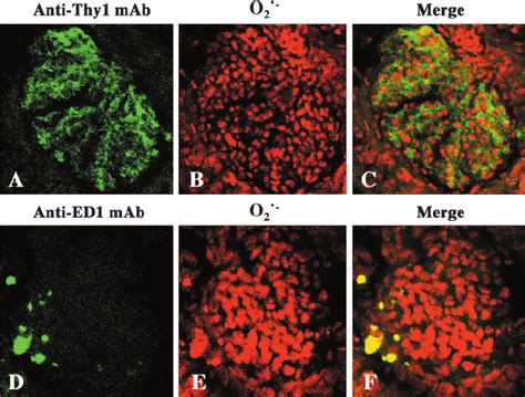 Representative Double Fluorescence Study With Immunofluorescence
