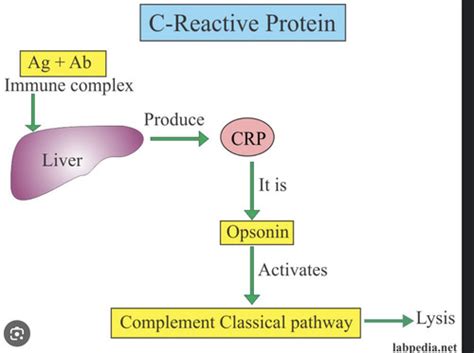 Lecture Cardiovascular System II Flashcards Quizlet