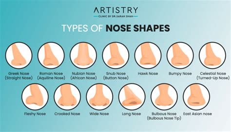 Different Types Of Nose Shapes