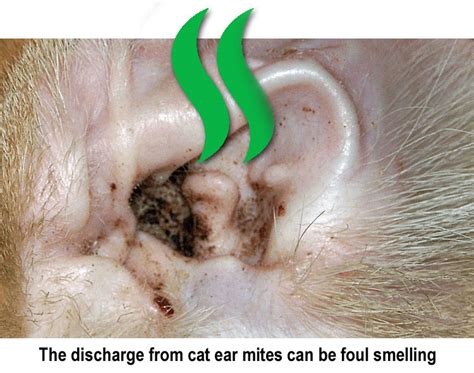 Cat Itchy Ear Brown Wax At Martha Cannon Blog