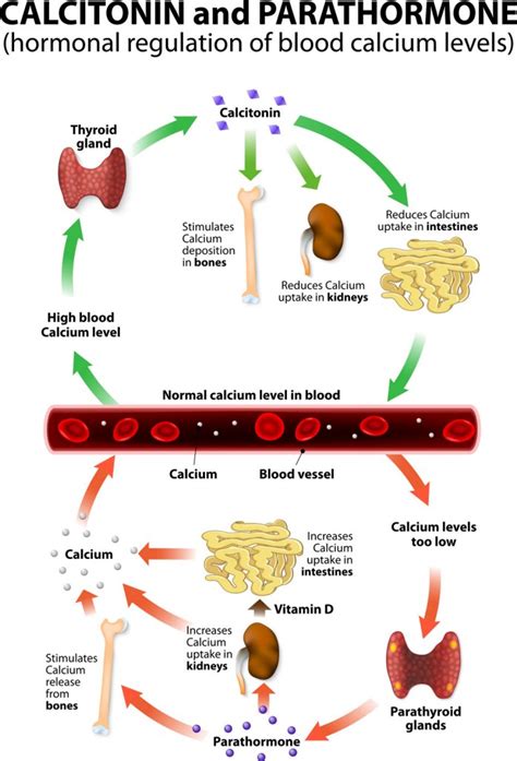 Parathyroid Gland Function