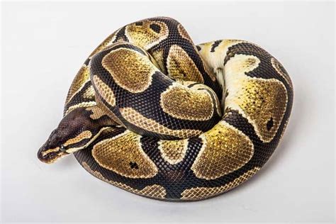Burmese Python Vs Ball Python How Are They Different