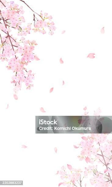 아름 다운 분홍색 벚꽃과 꽃잎 봄 흰색 배경 벡터 일러스트 레이 션 0명에 대한 스톡 벡터 아트 및 기타 이미지 0명 4월 Hanami Istock