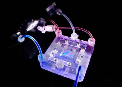 Printing The Future Of Life How 3d Collagen Scaffolds Grow Real Tissues