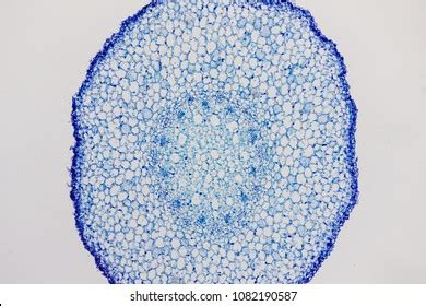 Cross Sections Plant Root Under Microscope Stock Photo Shutterstock
