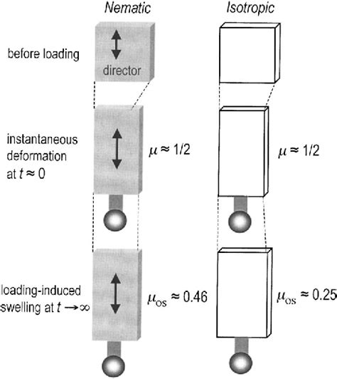Figure 10 From Loading Effect On Swelling Of Nematic Elastomers Semantic Scholar