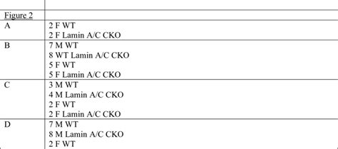 A 5 M Wt 6 M Lamin Ac Cko 10 F Wt 7 F Lamin Ac Cko Sex Not Noted For