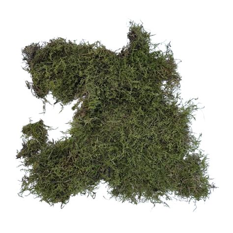 Sheet Moss Quality Growers Floral Co Natural And Preserved Sheet Moss Quality Growers