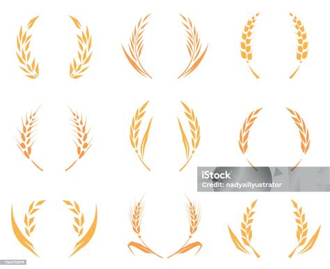 밀 또는 보리 귀 수확 밀 곡물 성장 쌀 줄기 와 전체 빵 곡물 또는 필드 시리얼 영양 호밀 곡물 농산물 귀 기호 격리된 벡터