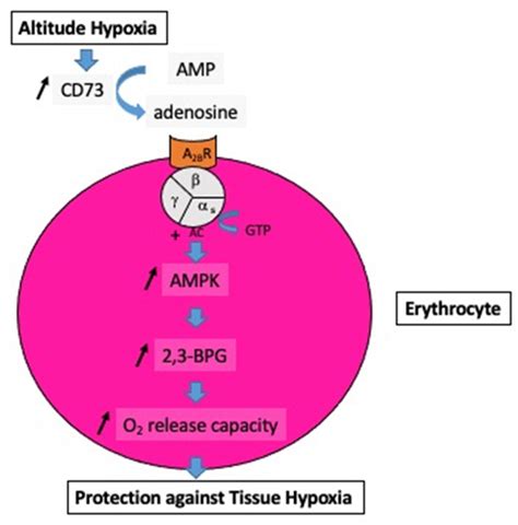Role Of Adenosine In Extreme Oxygen Pressure Exposure Encyclopedia Mdpi