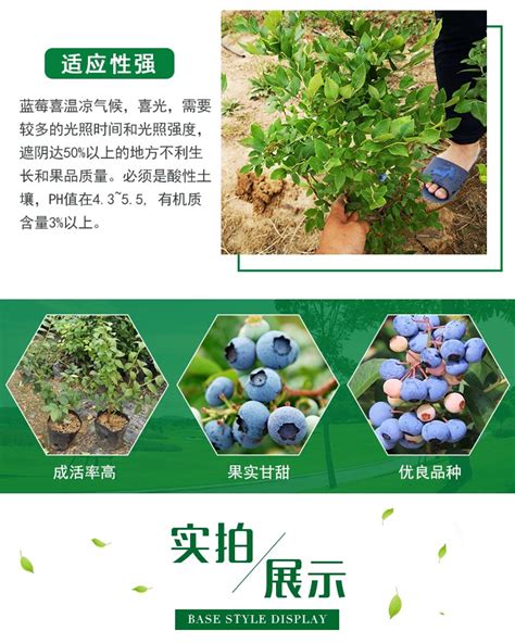 蓝莓树苗 仙桃市阿拉丁苗圃厂