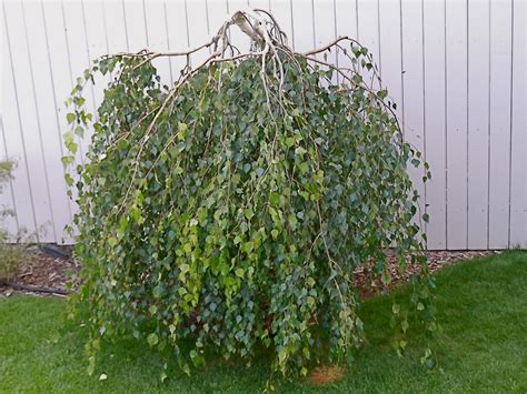Free Photo Drooping Tree Branches Branch Droop Leaves Free