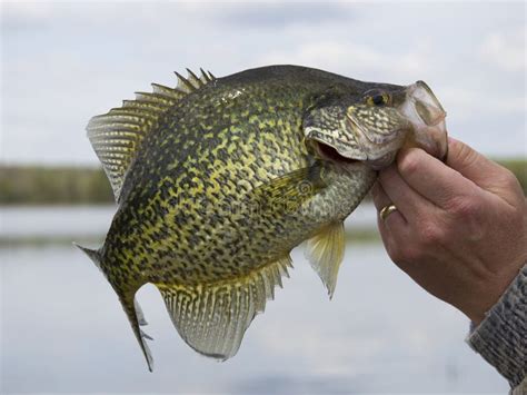 Black Crappie Pomoxis Nigromaculatus