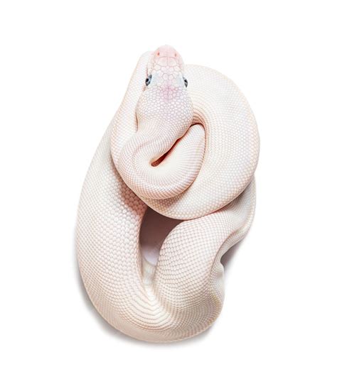 Premium Photo Blue Eyed Leucistic Python Regius Isolated On White