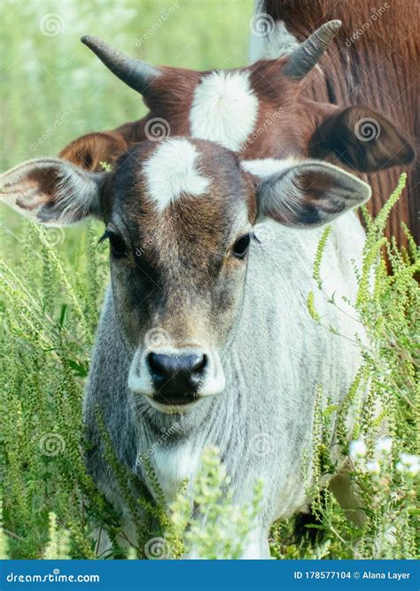Zebu Calf In Farm Beautiful View Of Gir Gya Gir Cow Calf Indian Gujarat