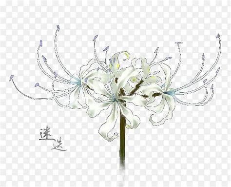 手绘彼岸花png图片素材下载 图片编号7721782 Png素材网