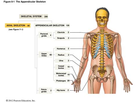 Ppt 8 The Appendicular Skeleton Powerpoint Presentation Free Download Id 2688918