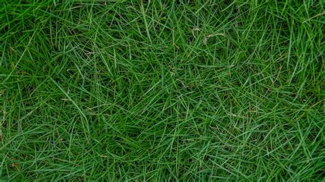 Premium Photo Green Grass Flat Lay Texture Grass Garden Concept