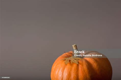 오렌지색 호박과 건조한 가을 잎은 복사 공간이있는 회색 배경에 있습니다 감사를위한 최소한의 개념 가을 장식 10월에 대한 스톡 사진 및 기타 이미지 Istock