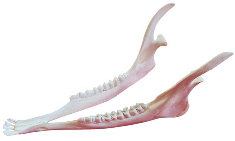 Jawbone Club Weapon Wiki Fandom