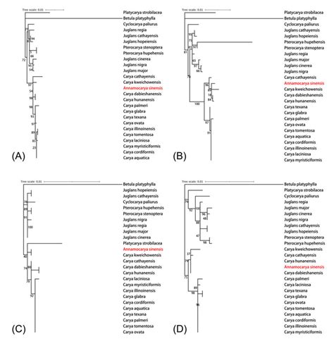 Phylogenetic Trees Constructed By Unique Chloroplast Gene A Matk
