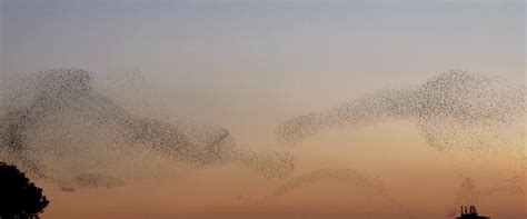 Understanding Society The Heterogeneous Social