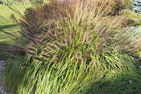 Tips To Using Ornamental Grasses In Landscaping Plus 5 Types To Choose