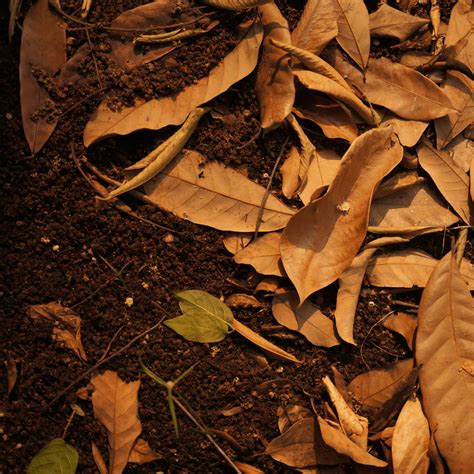 Leaf Compost Triad Landscape Supply