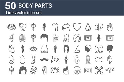 50 개의 본문 부품 아이콘 세트입니다 여성 생식 기관 표현 남성 손바닥 선 슬개골 인주 치아 여성 어두운 긴 머리 모양으로 신체 부위를 보여주는 등 얇은 선 아이콘을 윤곽