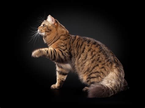 Домашние передержки для бездомных животных г Гусь Хрустальный Added A New Домашние