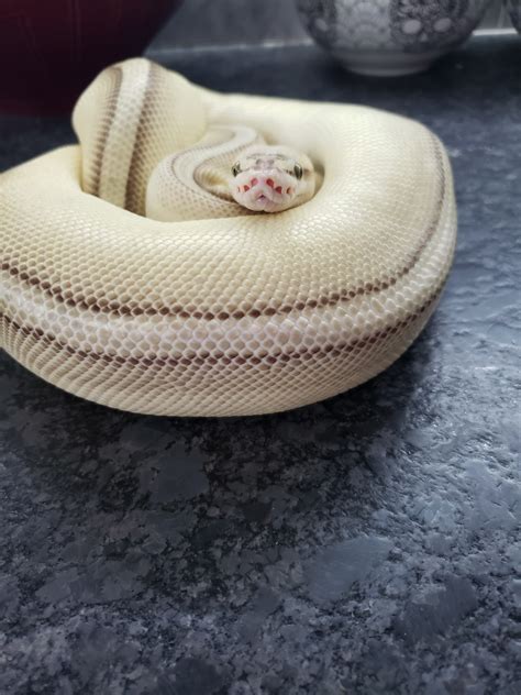 Show Off Your Lucy Complex Morphs Ball Pythons Morphmarket Reptile