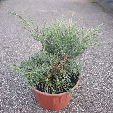 Juniperus Andora Compacta 20 Cm