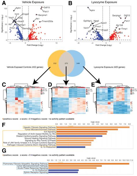 Preceding Page Lysozyme Exposure Alters The Lung Transcriptome A Download Scientific