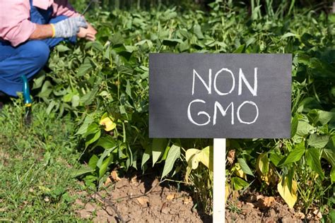 Whats Non Gmo Project Verification How To Get Non Gmo Certification